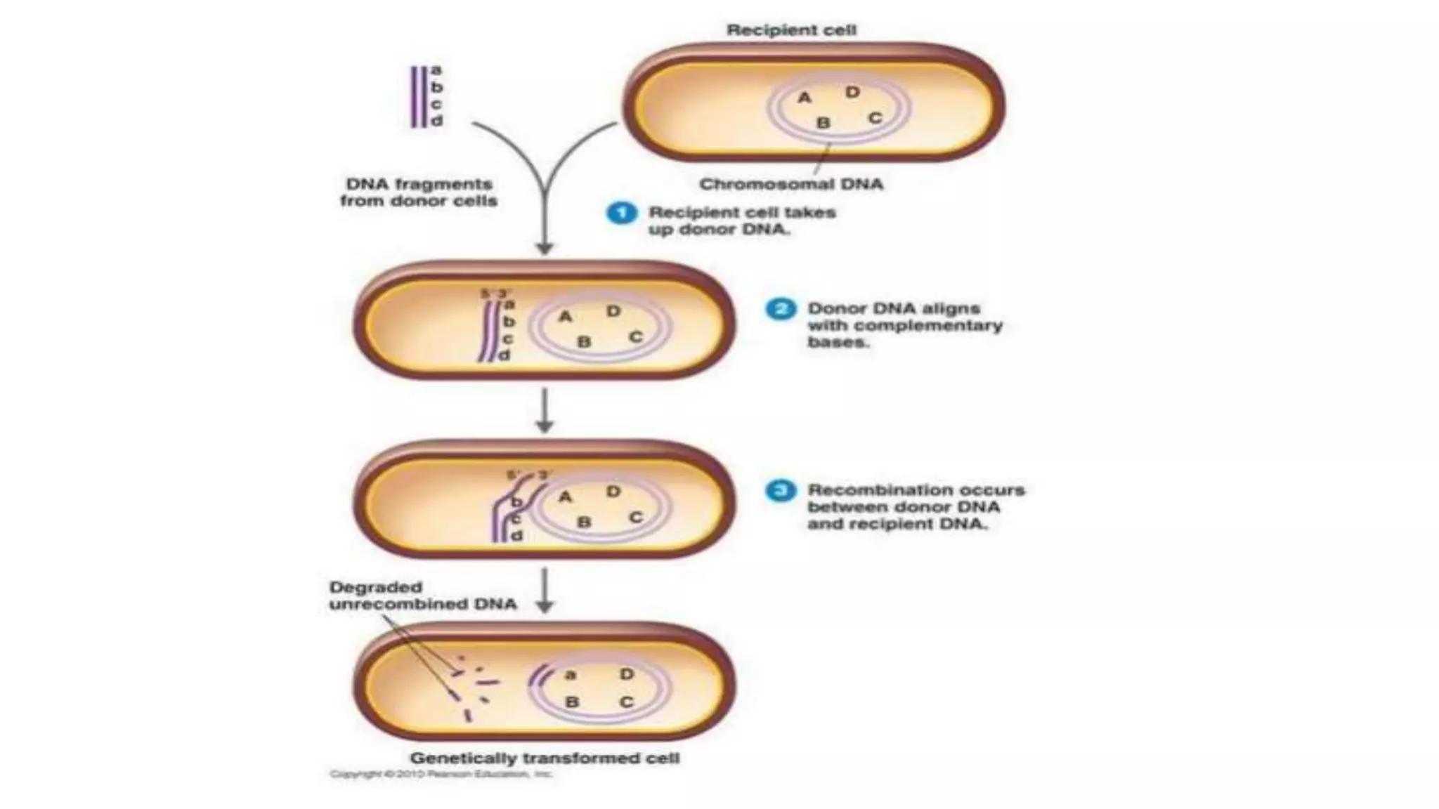 Genetic recombination in bacteria | PPTX