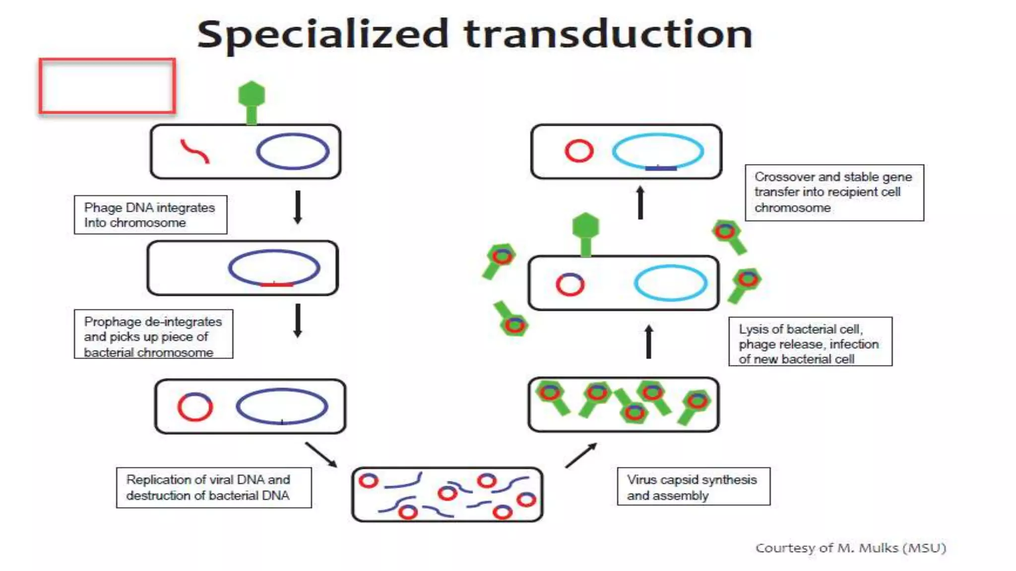 Genetic recombination in bacteria | PPTX