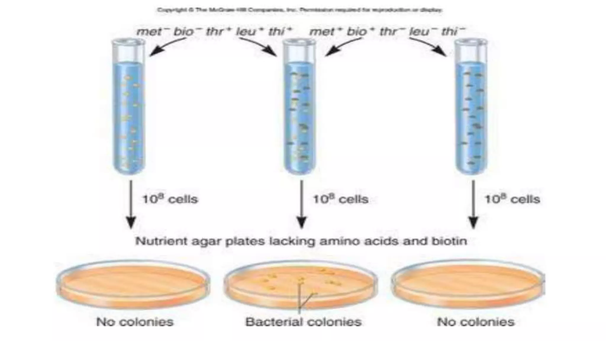 Genetic recombination in bacteria | PPTX