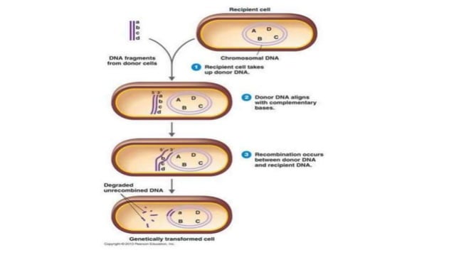 Genetic recombination in bacteria | PPTX