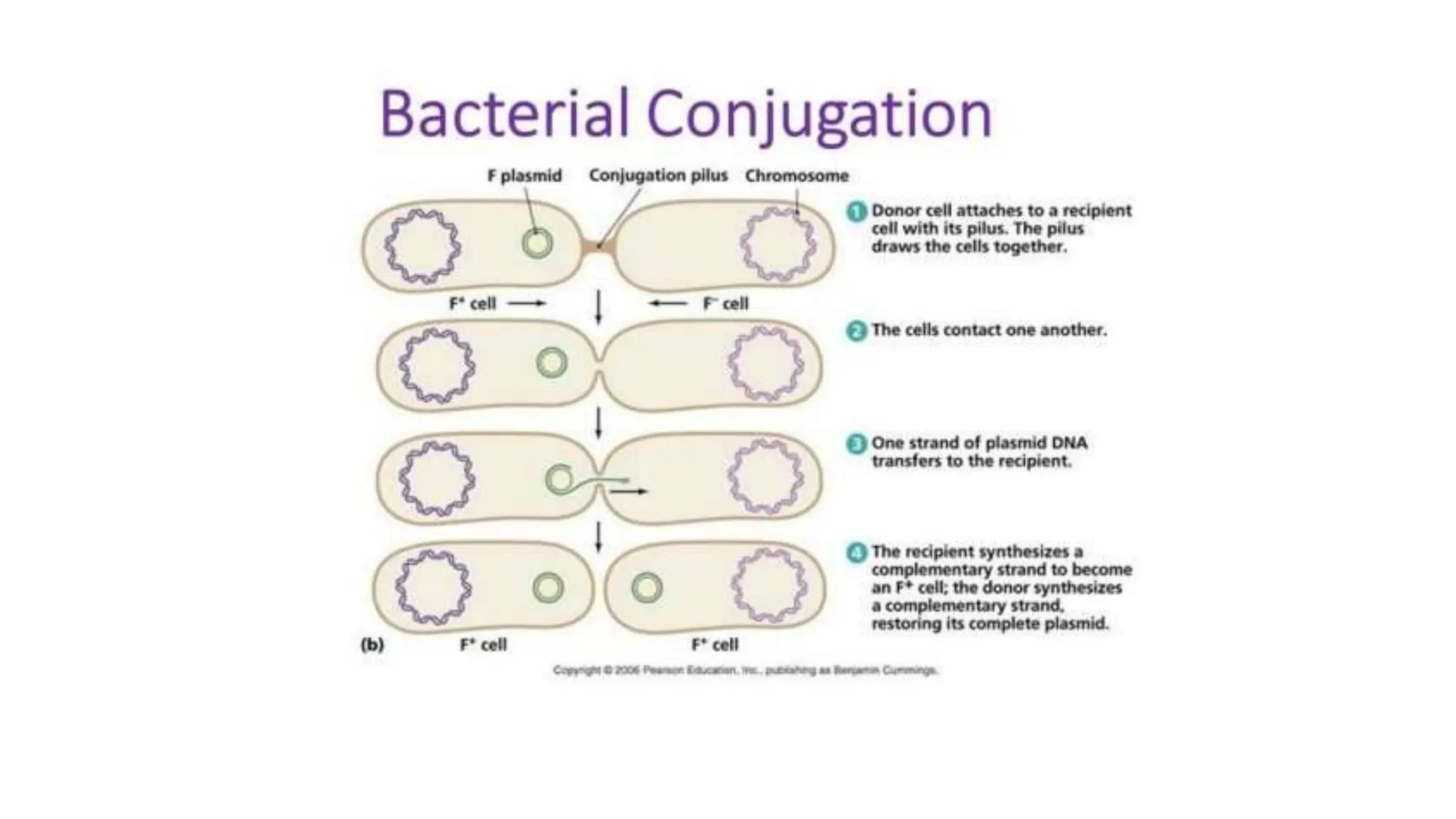 Genetic recombination in bacteria.pptx