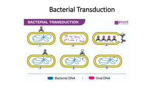 Genetic recombination in bacteria.pptx