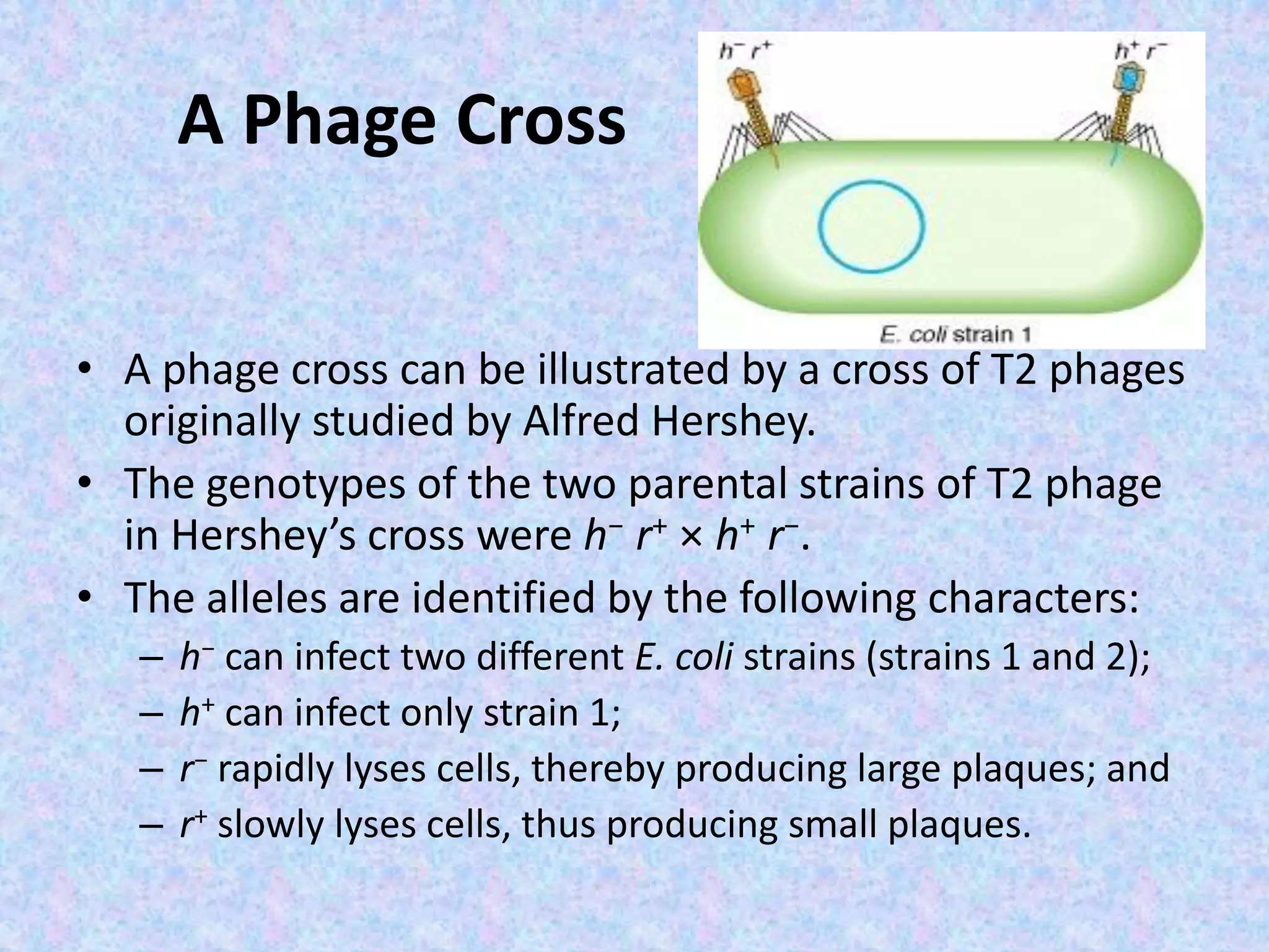Genetic recombination in phages | PDF