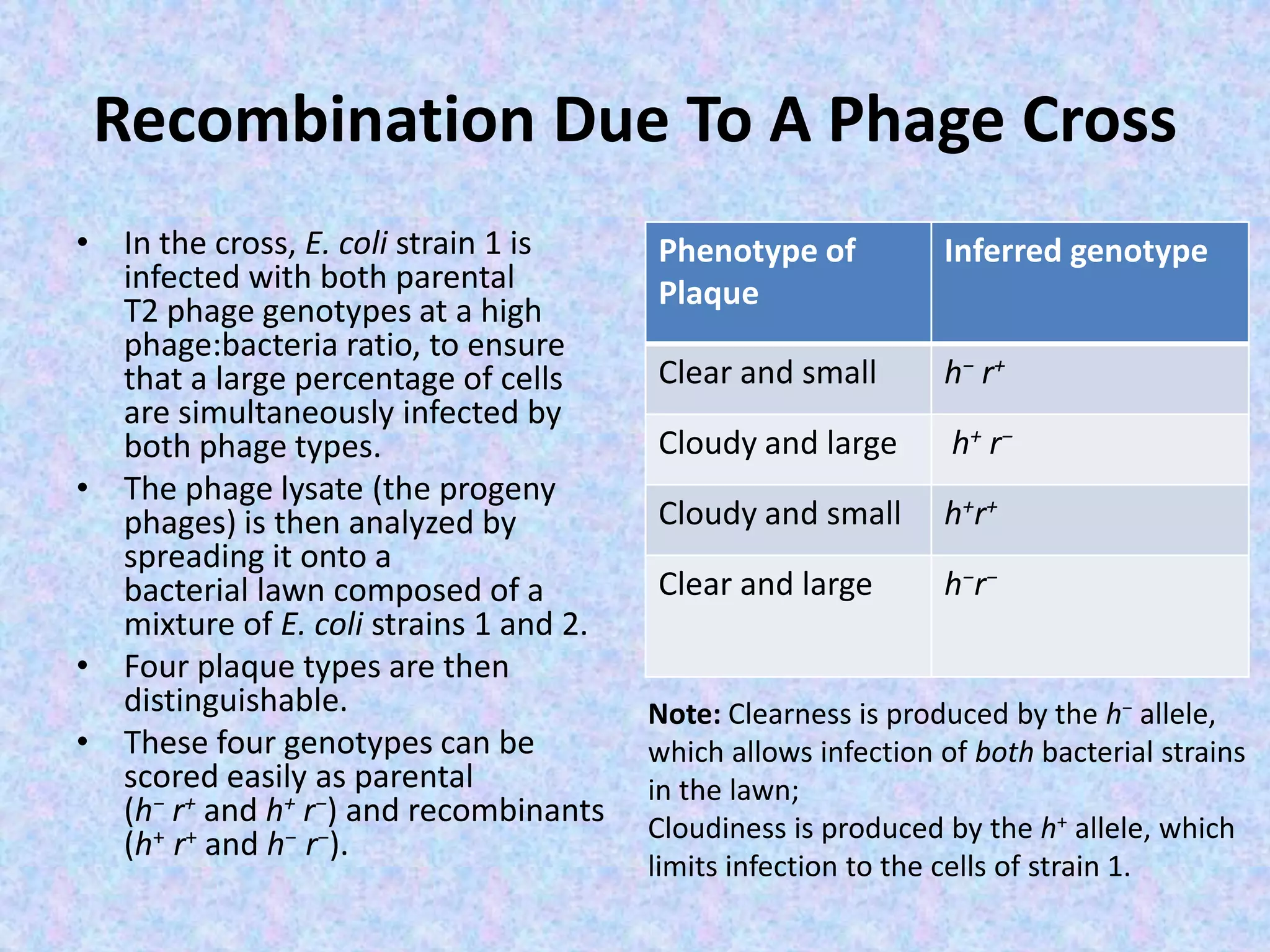 Genetic recombination in phages | PDF