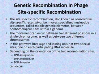 Genetic recombination in phages | PDF