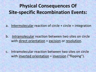 Genetic recombination in phages | PDF