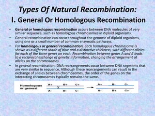 Genetic recombination in phages | PDF