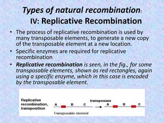 Genetic recombination in phages | PDF