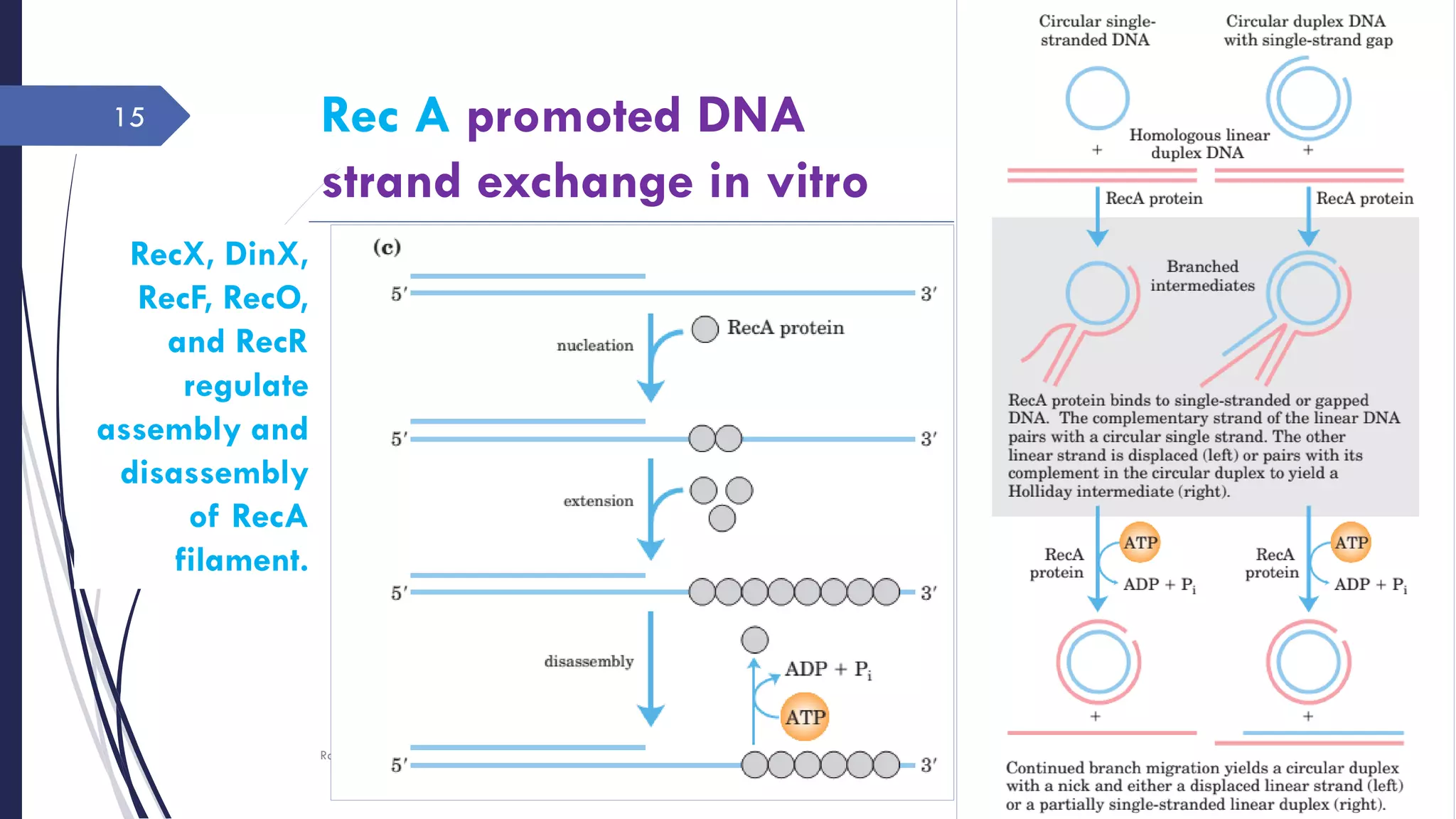 Genetic recombination mechanism | PDF