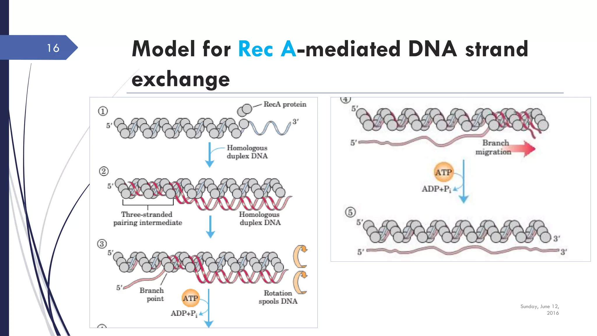 Genetic recombination mechanism | PPT