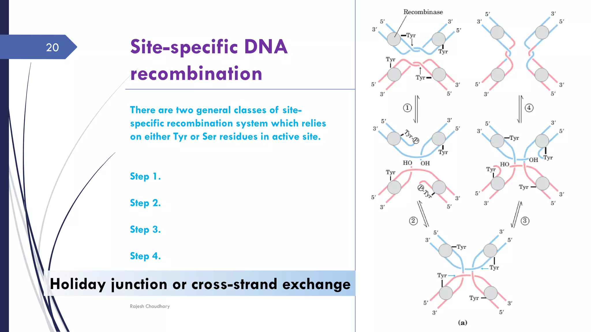Genetic recombination mechanism | PDF