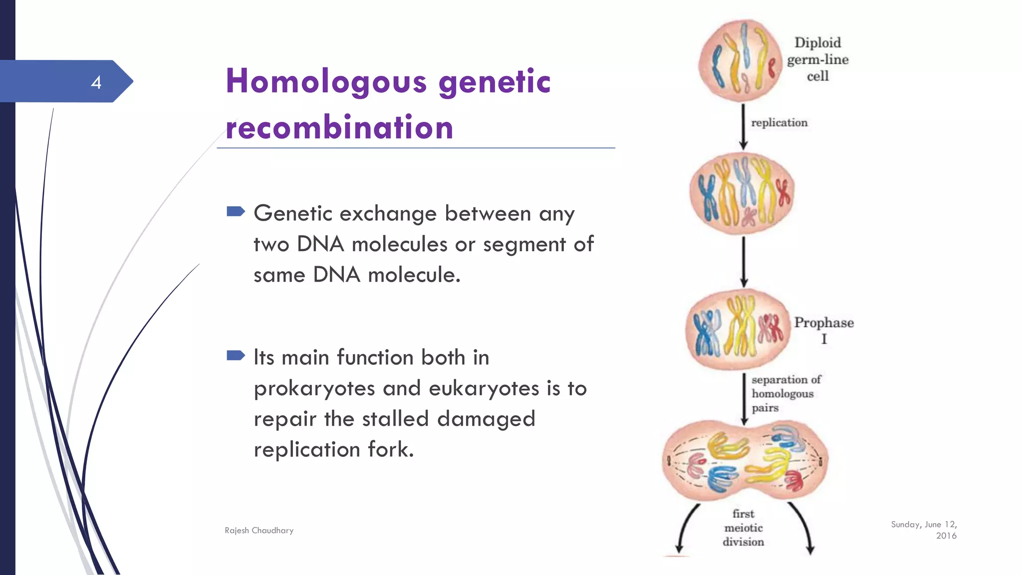 Genetic recombination mechanism | PDF