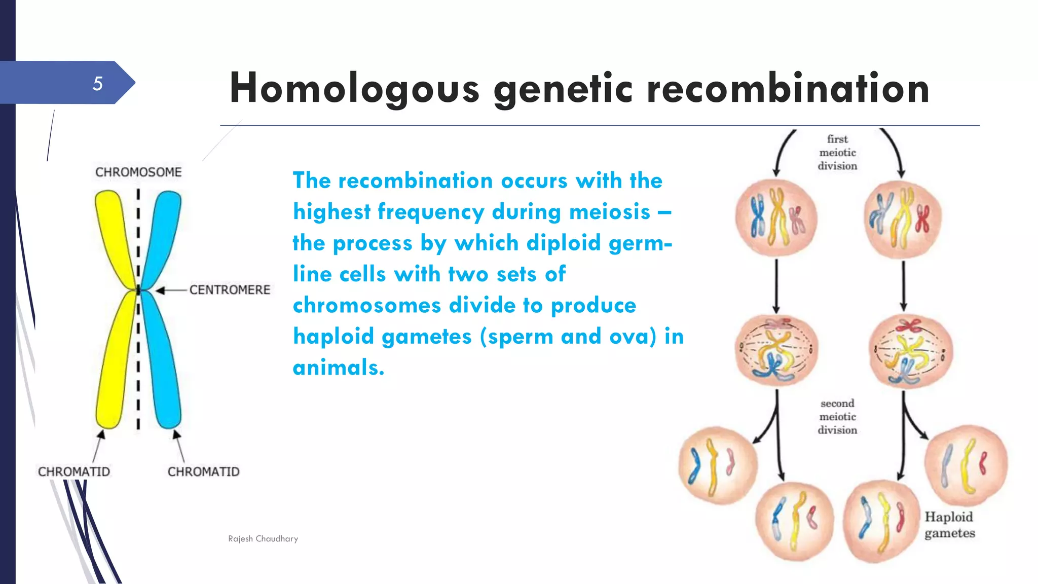 Genetic recombination mechanism | PDF