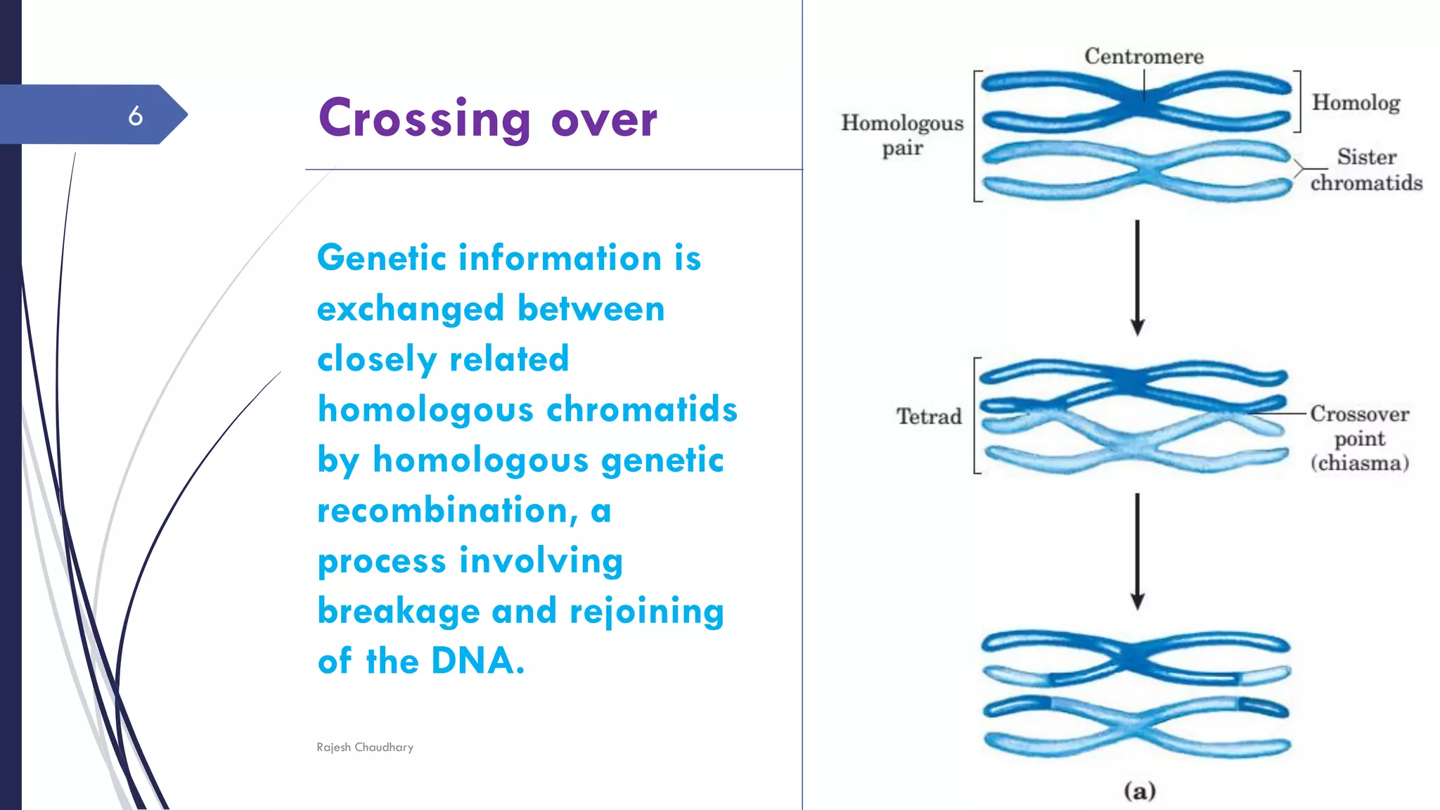 Genetic recombination mechanism | PDF