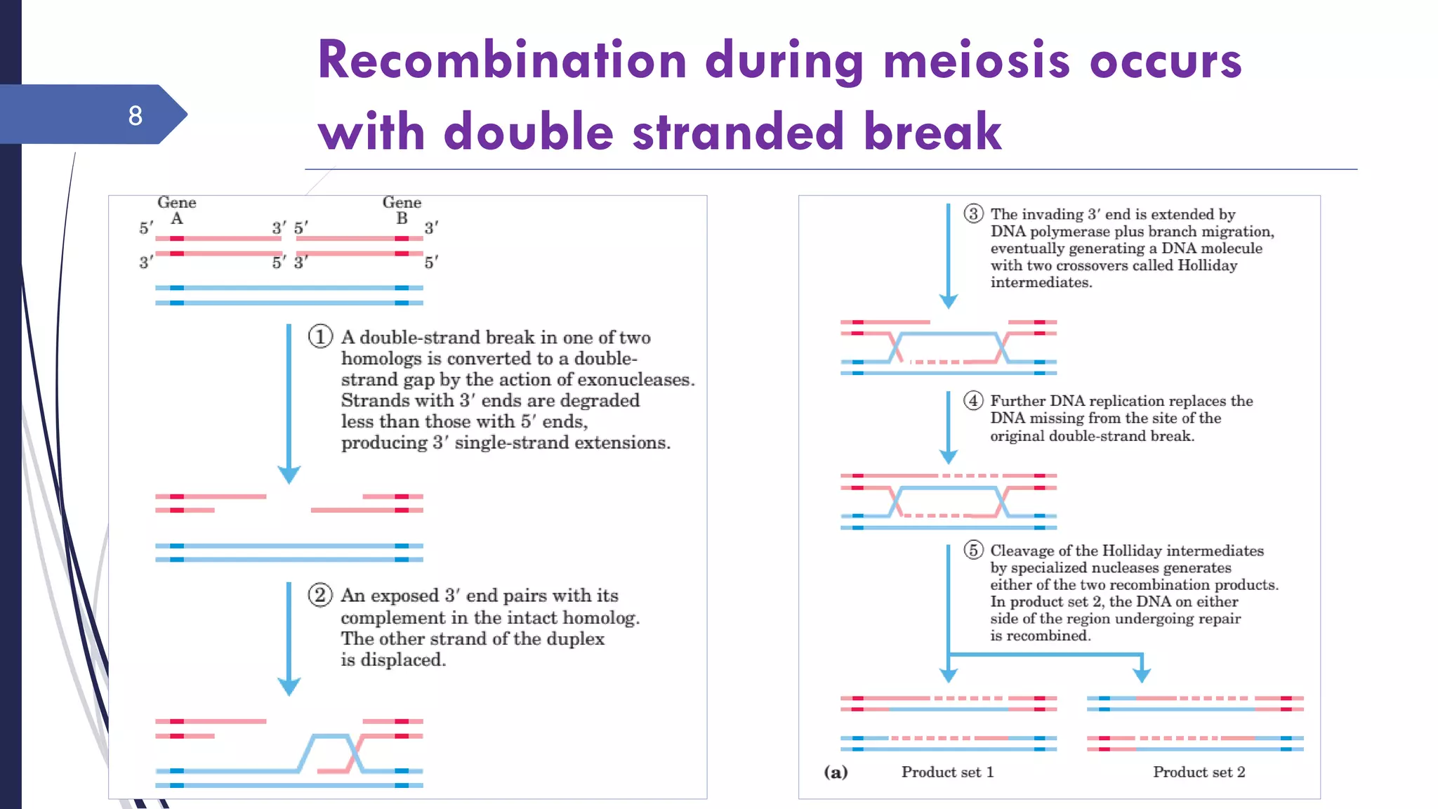 Genetic recombination mechanism | PDF
