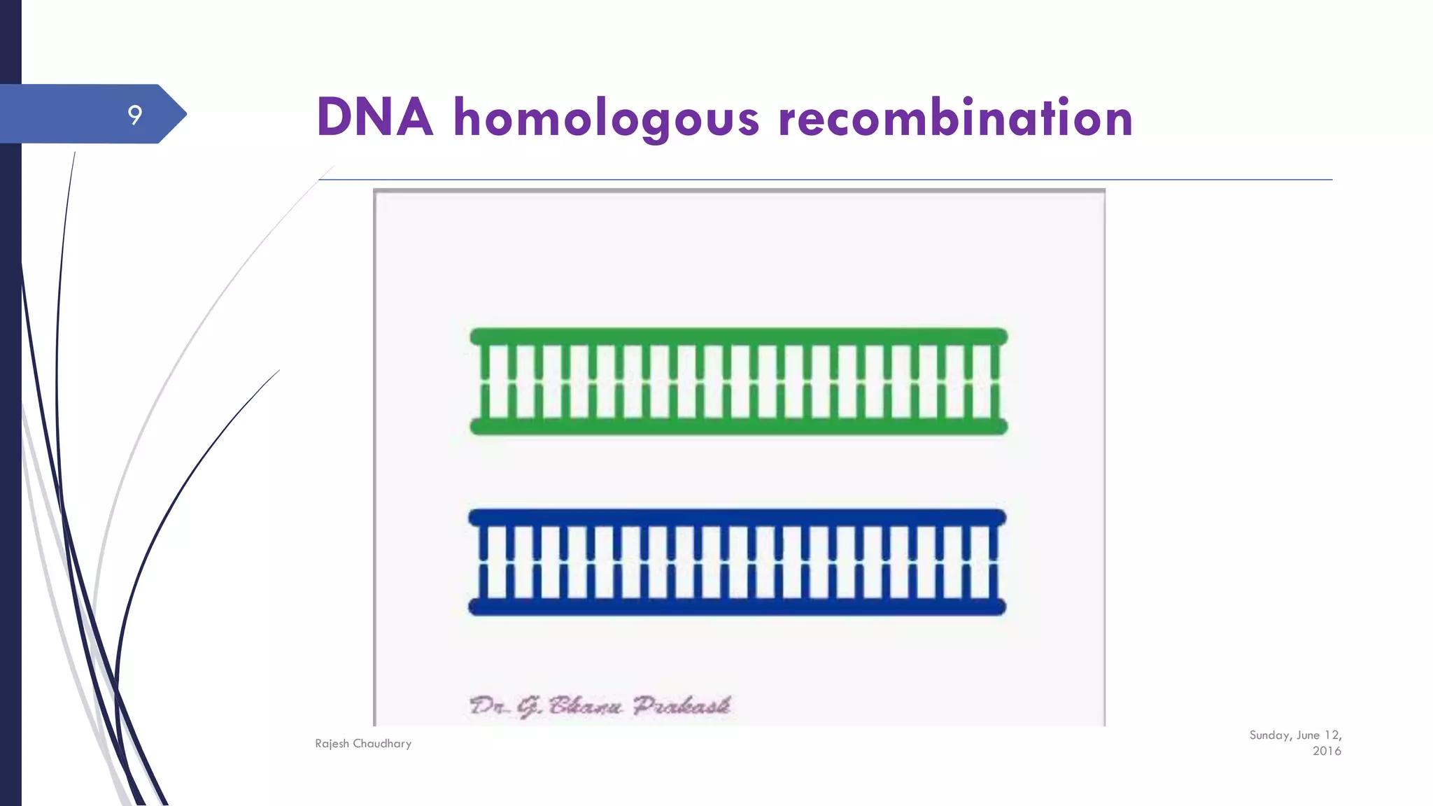 Genetic recombination mechanism | PDF