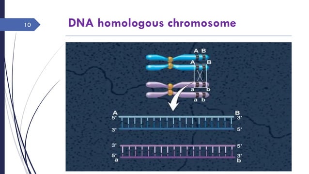 Genetic recombination mechanism | PDF | Genetics | Science