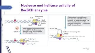 Genetic recombination mechanism | PDF