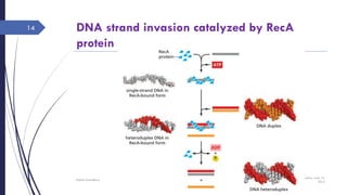 Genetic recombination mechanism | PDF