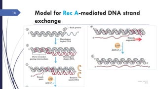 Genetic recombination mechanism | PDF