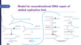 Genetic recombination mechanism | PDF
