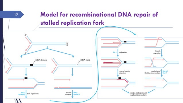 Genetic recombination mechanism | PDF | Genetics | Science