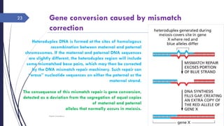 Genetic recombination mechanism | PDF