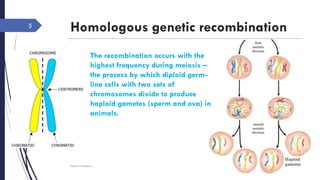 Genetic recombination mechanism | PDF