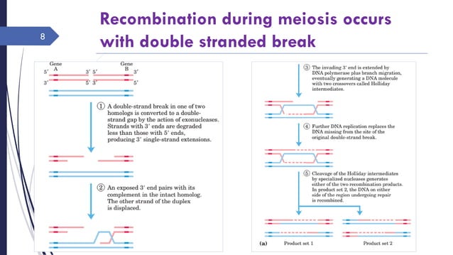 Genetic recombination mechanism | PPT