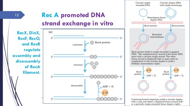 Genetic recombination mechanism