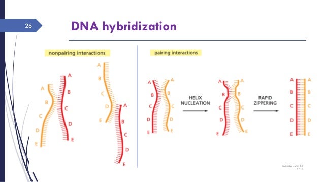Genetic recombination mechanism