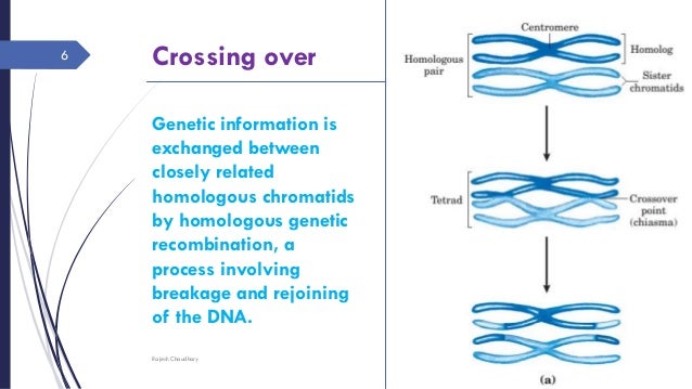 Genetic recombination mechanism