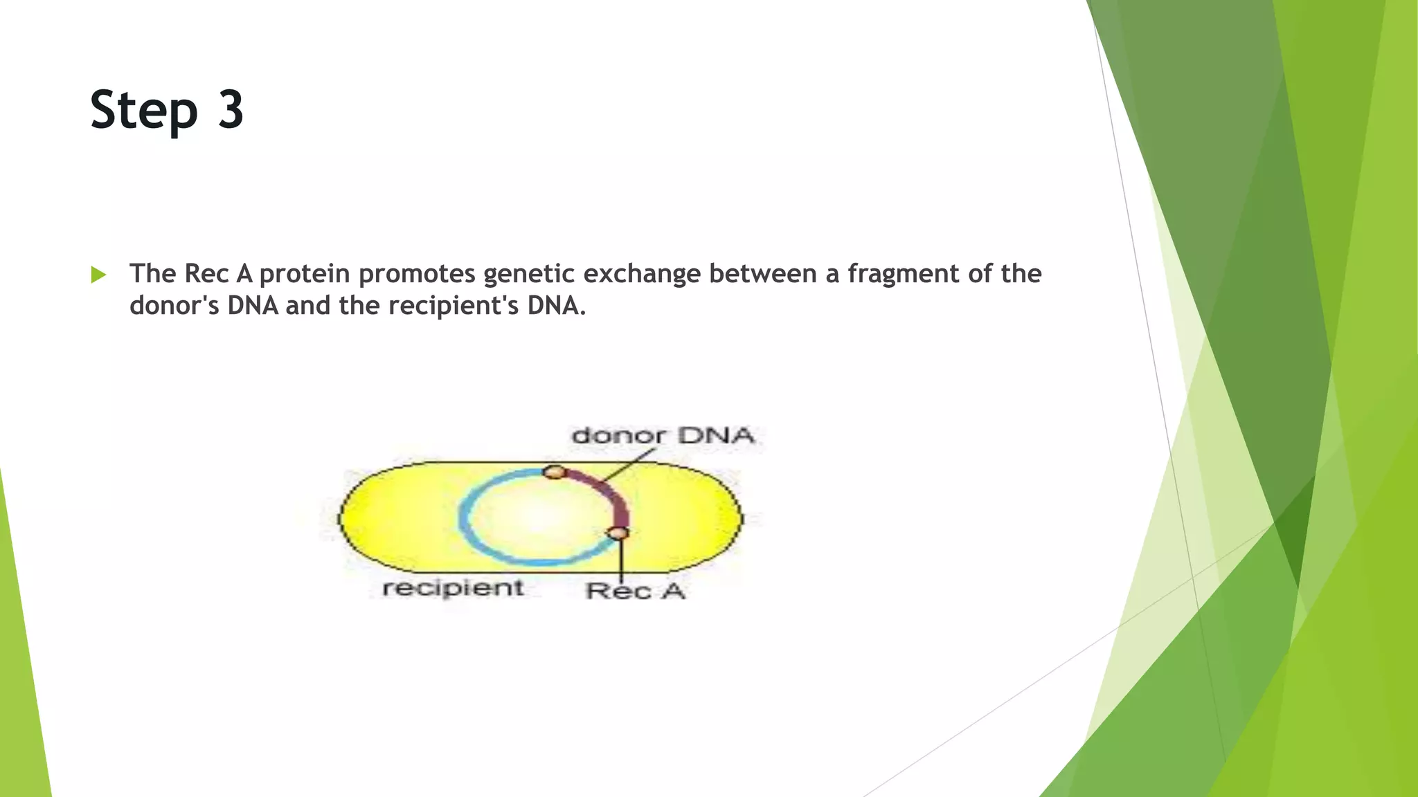 Genetic Recombinition in Bacteria | PPTX