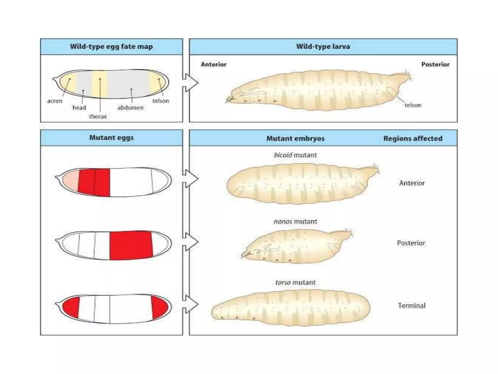 Genetic regulation n drosophila development | PPTX