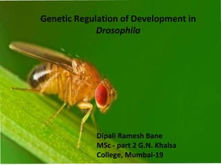 Genetic regulation n drosophila development | PPTX