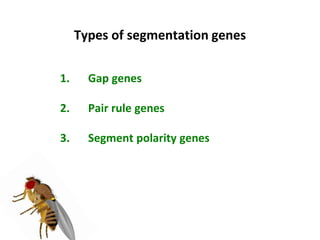 Genetic regulation n drosophila development | PPTX