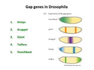 Genetic regulation n drosophila development | PPTX