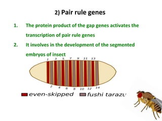 Genetic regulation n drosophila development | PPTX