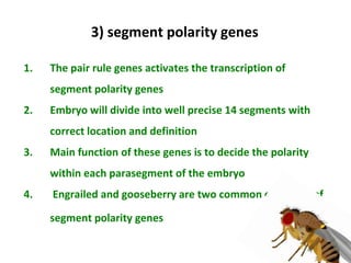 Genetic regulation n drosophila development | PPTX