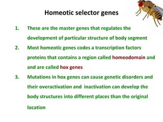 Genetic regulation n drosophila development | PPTX