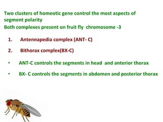 Genetic regulation n drosophila development | PPTX