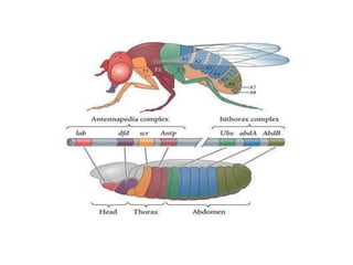 Genetic regulation n drosophila development | PPTX