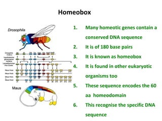 Genetic regulation n drosophila development | PPTX