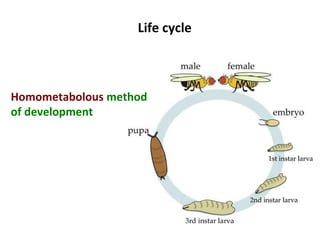 Genetic regulation n drosophila development | PPTX