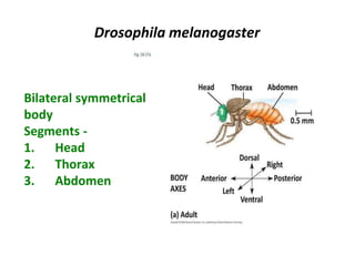 Genetic regulation n drosophila development | PPTX