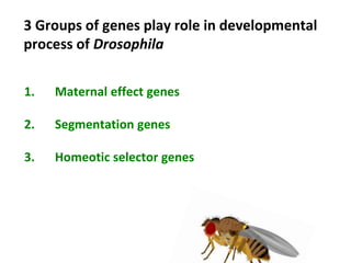 Genetic regulation n drosophila development | PPTX