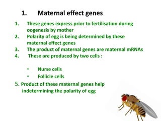 Genetic regulation n drosophila development | PPTX