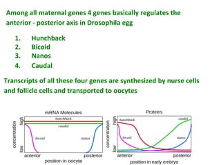Genetic regulation n drosophila development | PPTX