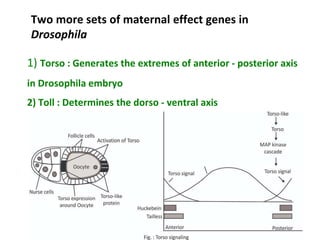 Genetic regulation n drosophila development | PPTX