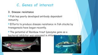 Genetic requirement for transgenic fish development | PPT